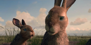 Fiver | Watership Down Wiki | Fandom