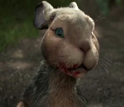 Fiver | Watership Down Wiki | Fandom