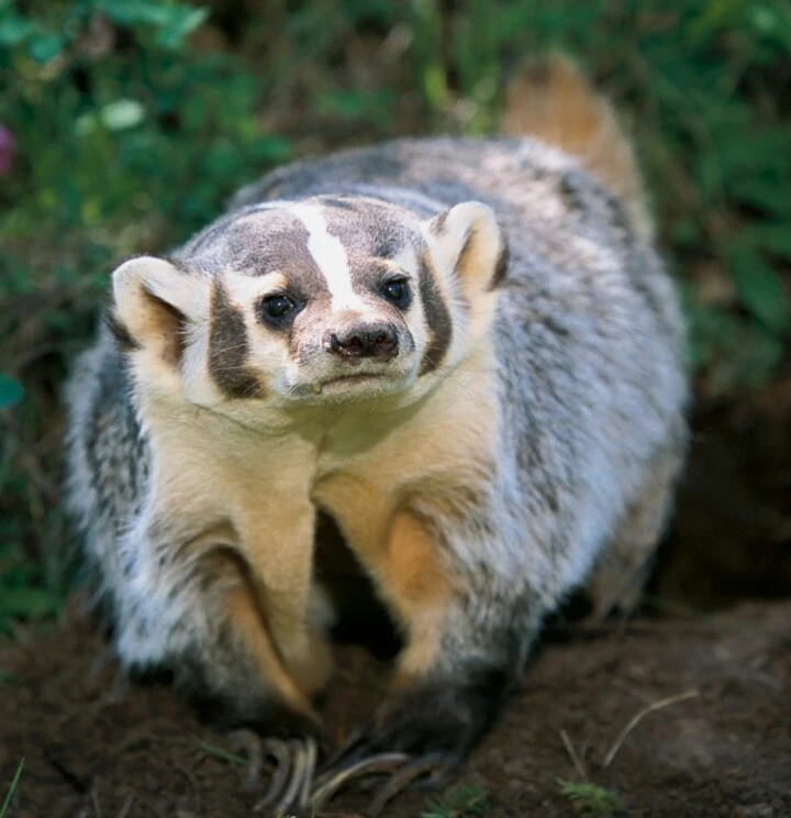 American badger | Wauwatosa Wiki | Fandom