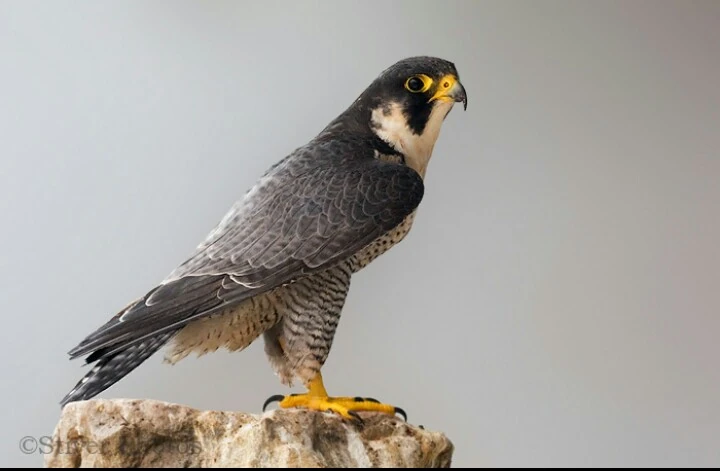 Falco peregrinus | Wauwatosa Wiki | Fandom