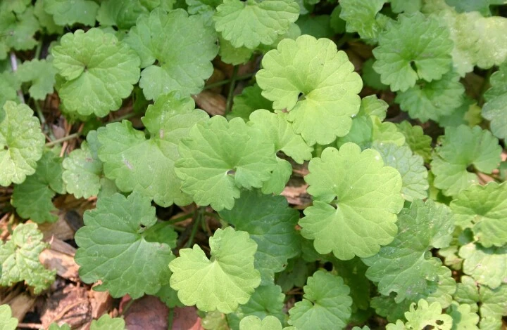 Glechoma hederacea | Wauwatosa Wiki | Fandom