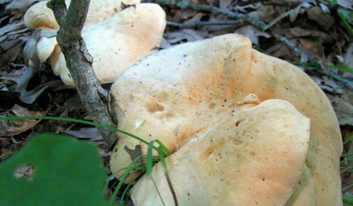 Hydnum repandum | Wauwatosa Wiki | Fandom