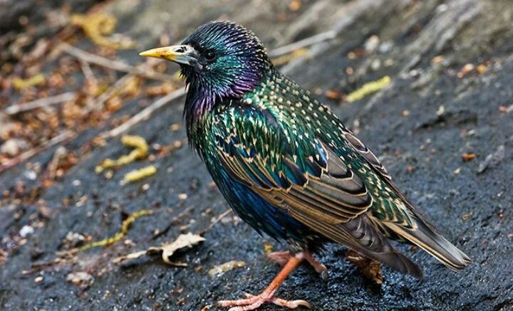 Sturnus vulgaris | Wauwatosa Wiki | Fandom