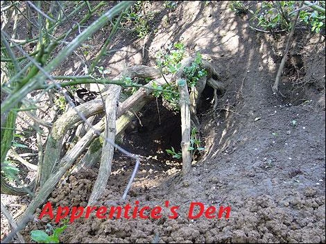 Apprentice Den | WaveClan Roleplay Wiki | Fandom