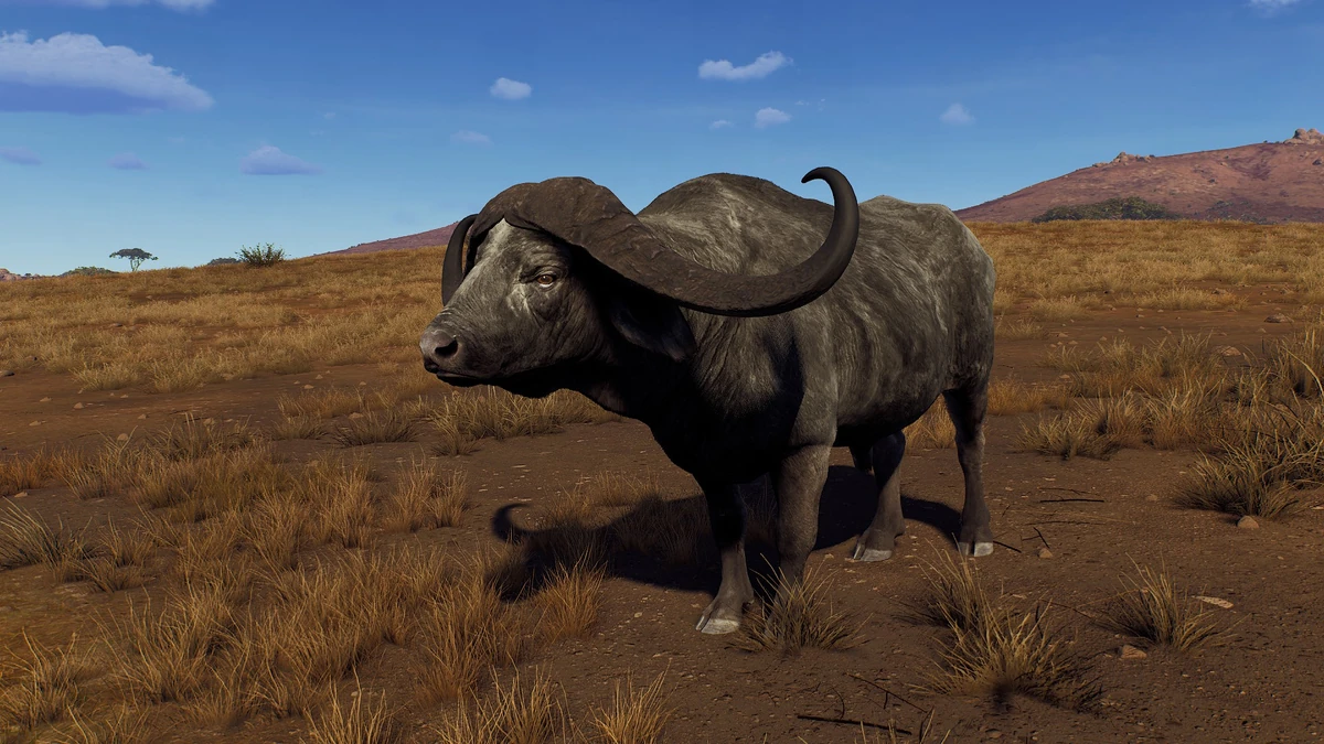 Cape Buffalo | Way of the Hunter complete Wiki | Fandom