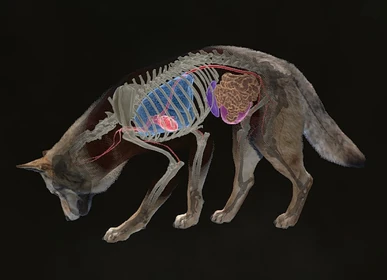 Gray Wolf | Way of the Hunter complete Wiki | Fandom