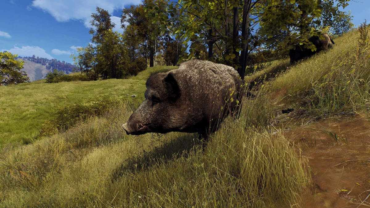 Wild Boar | Way of the Hunter complete Wiki | Fandom