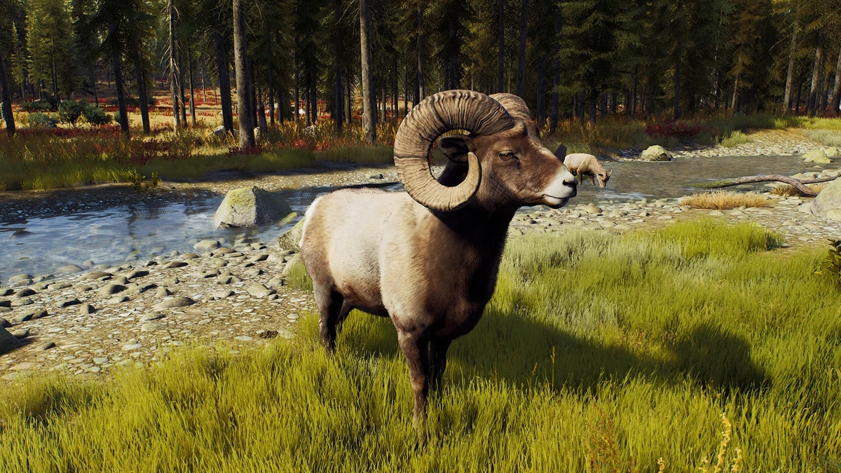 Bighorn Sheep | Way of the Hunter complete Wiki | Fandom
