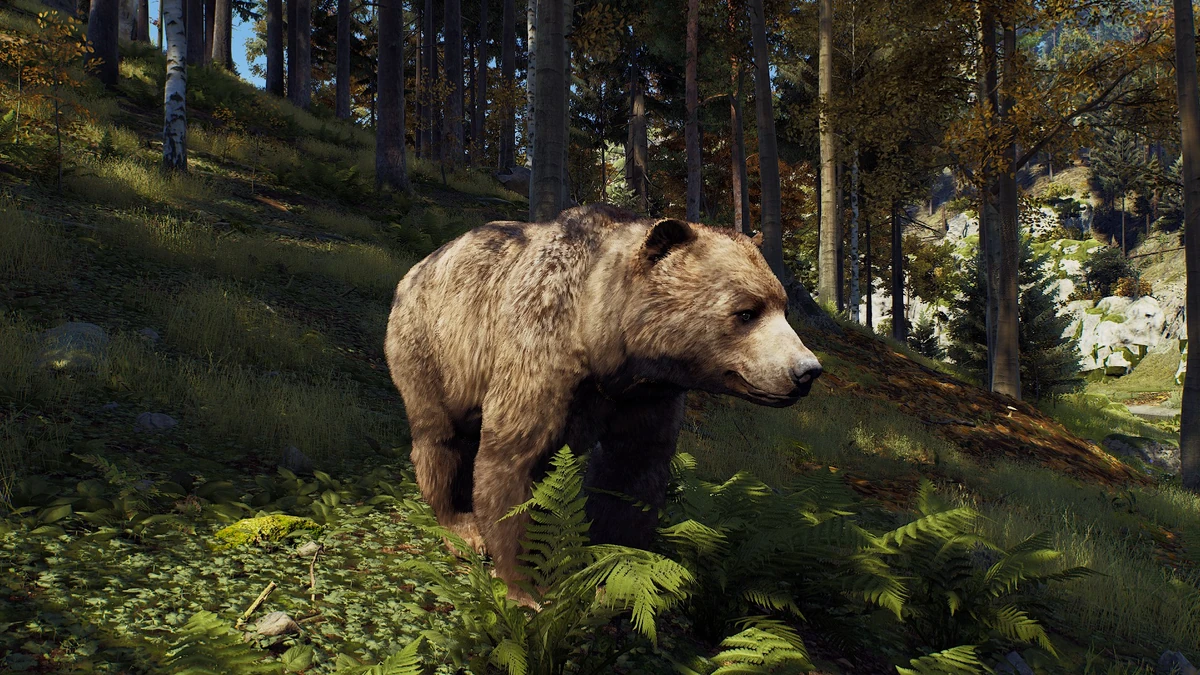 Brown Bear | Way of the Hunter complete Wiki | Fandom