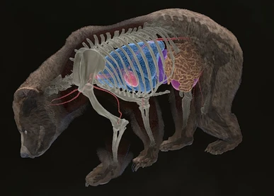 Brown Bear | Way of the Hunter complete Wiki | Fandom