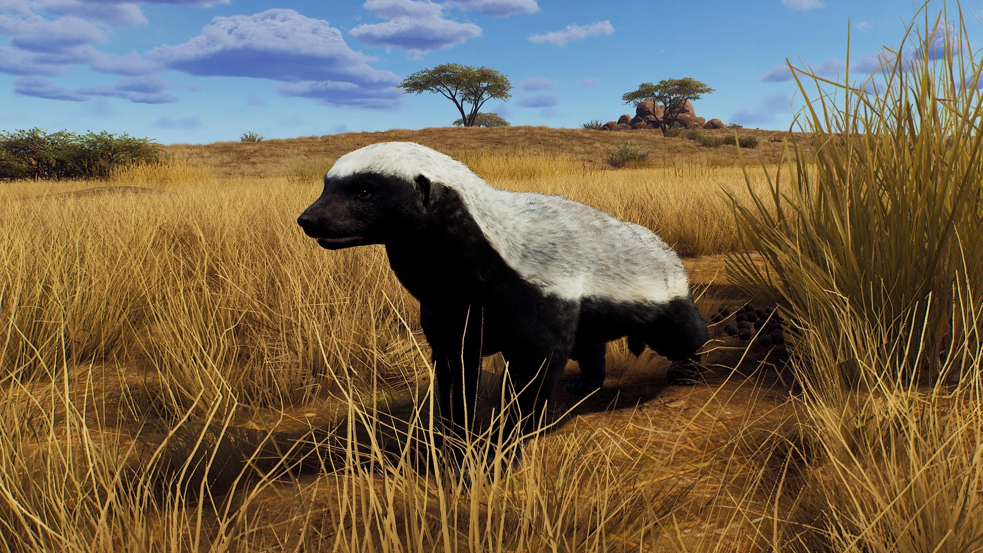 Honey Badger Voam
