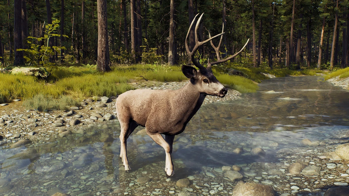 Mule Deer | Way of the Hunter complete Wiki | Fandom