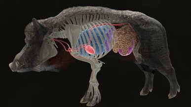 Wild Boar | Way of the Hunter complete Wiki | Fandom