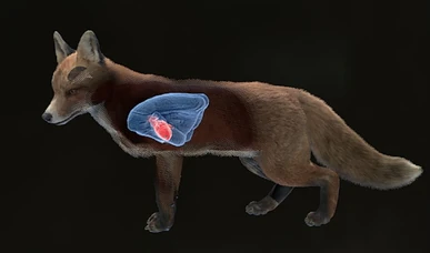 Red Fox | Way of the Hunter complete Wiki | Fandom