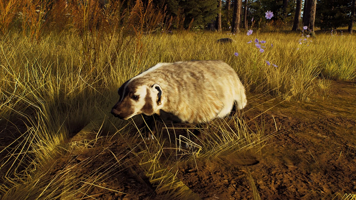 American Badger | Way of the Hunter complete Wiki | Fandom