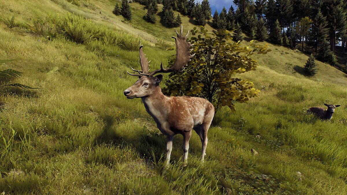 Fallow Deer Way Of The Hunter Complete Wiki Fandom