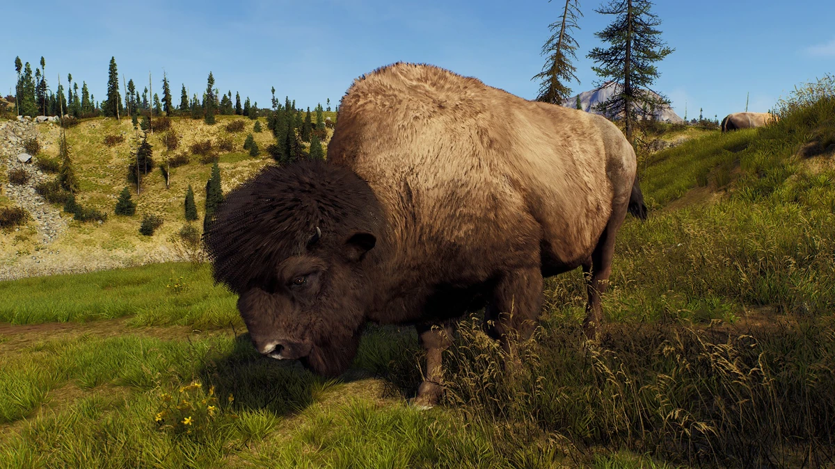 Wood Bison | Way of the Hunter complete Wiki | Fandom