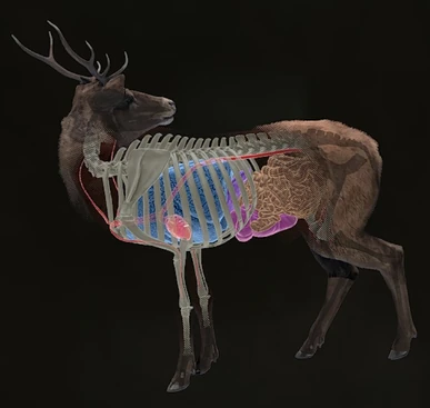 Red Deer | Way of the Hunter complete Wiki | Fandom