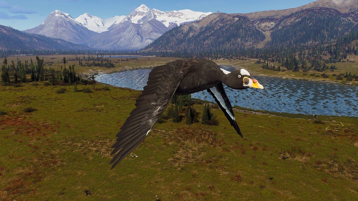 Surf Scoter Way Of The Hunter Complete Wiki Fandom