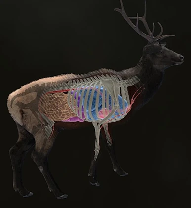 Rocky Mountain Elk | Way of the Hunter complete Wiki | Fandom