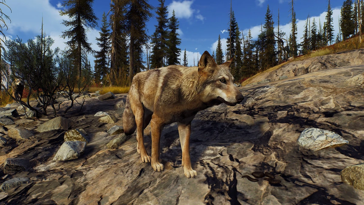 Gray Wolf | Way of the Hunter complete Wiki | Fandom