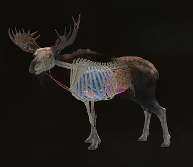 Western Moose | Way of the Hunter complete Wiki | Fandom