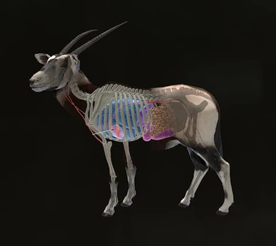 Gemsbok | Way of the Hunter complete Wiki | Fandom