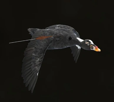 Surf Scoter | Way of the Hunter complete Wiki | Fandom