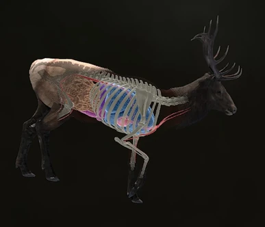 Roosevelt Elk | Way of the Hunter complete Wiki | Fandom