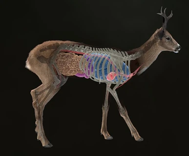 Roe Deer | Way of the Hunter complete Wiki | Fandom