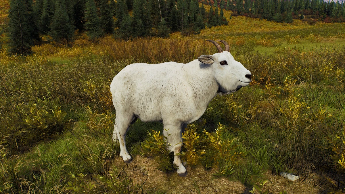 Mountain Goat | Way of the Hunter complete Wiki | Fandom