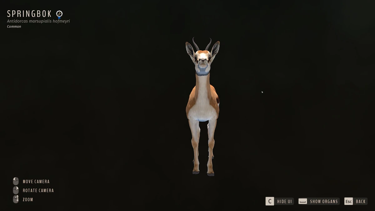 Springbok | Way Of the Hunter Wiki | Fandom