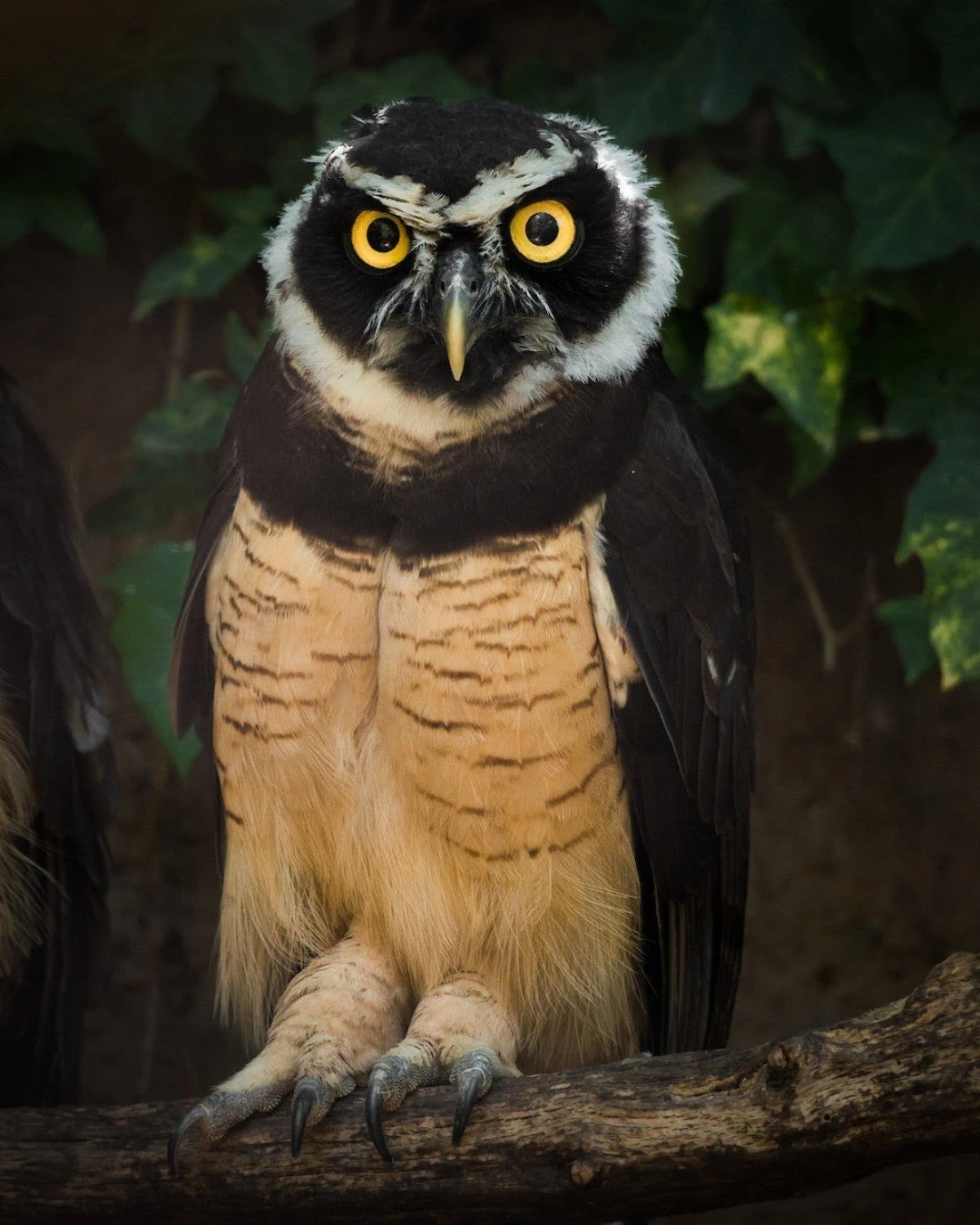 The Great Library of Perpetual (Tax) Exemption | Waypoint NPCs Wiki ...