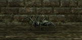 Cave Spider Hatchling | Wazhack Wiki | Fandom
