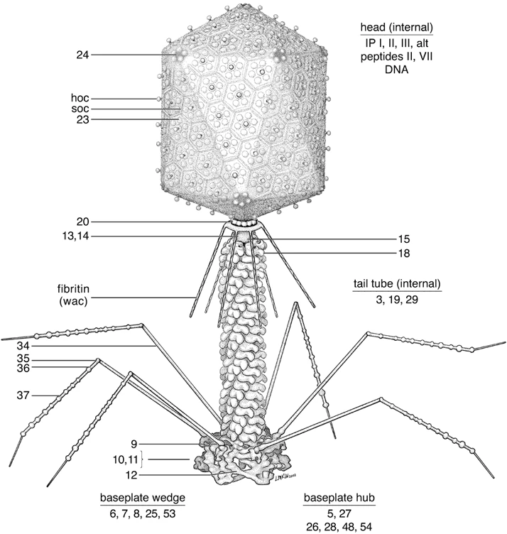 Phages | WBVDKT Wiki | Fandom