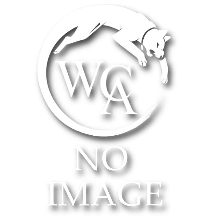 "Into the Wild - Part 1" | WCAnimated Wiki | Fandom