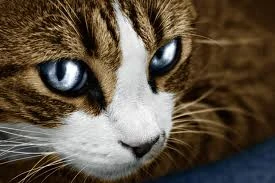 Cedarstar | Warrior Cats Roleplay Groups Wiki | Fandom