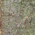 Herbs | ChimeraClan Wiki | Fandom