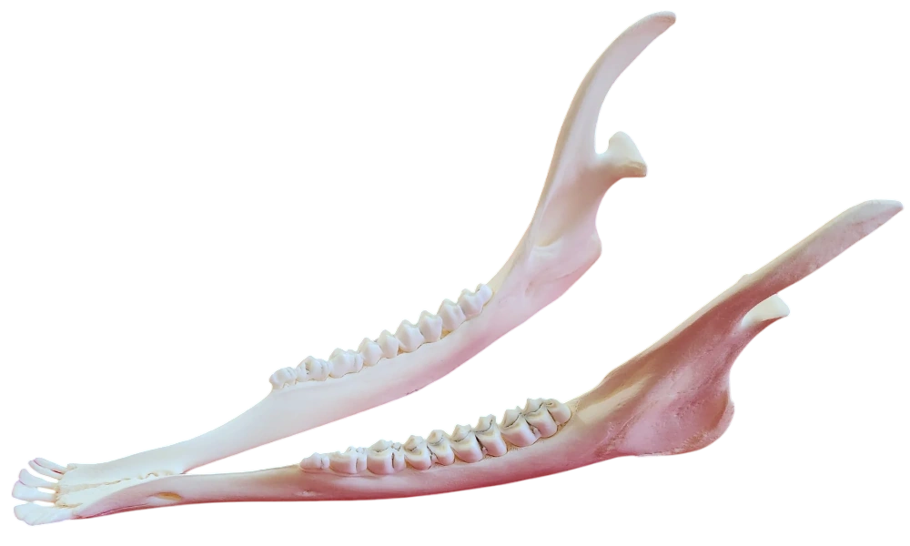 Jawbone club | Weapon Wiki | Fandom