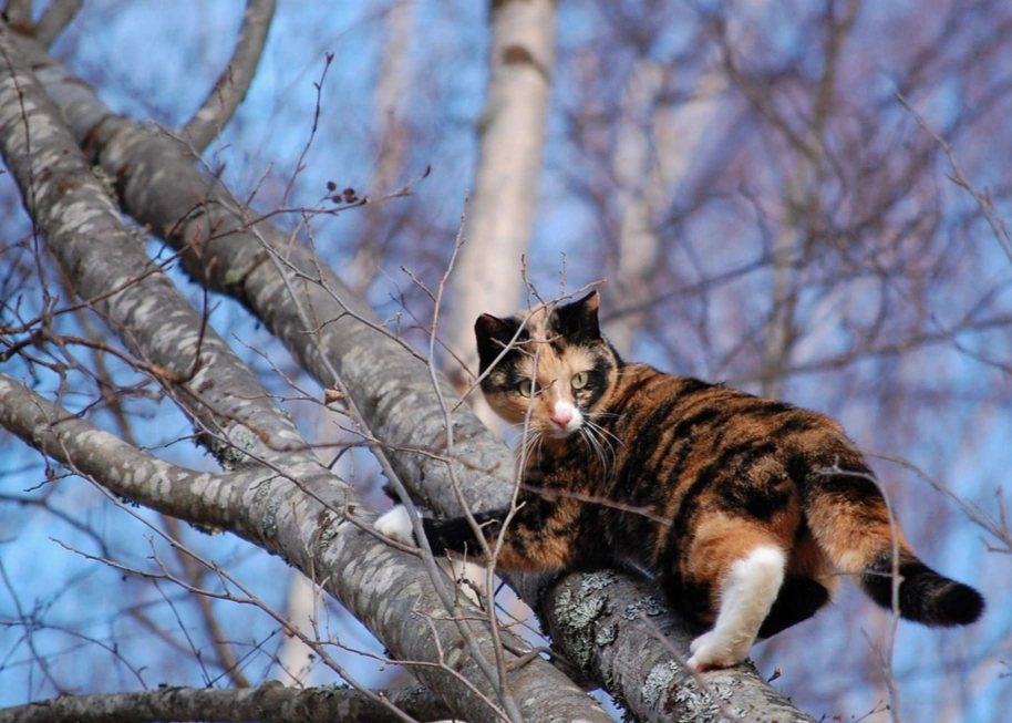 Jeepers | WeAreWarriors Wikia | Fandom