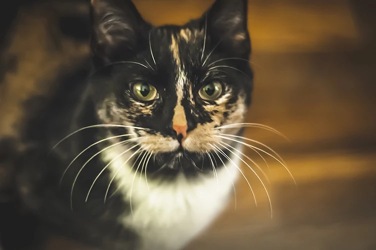 Shadowsong | WeAreWarriors Wikia | Fandom