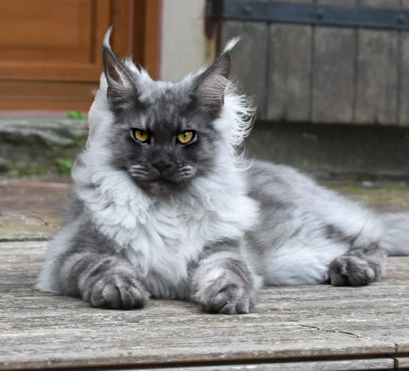 Thunderkit (RC) | WeAreWarriors Wikia | Fandom