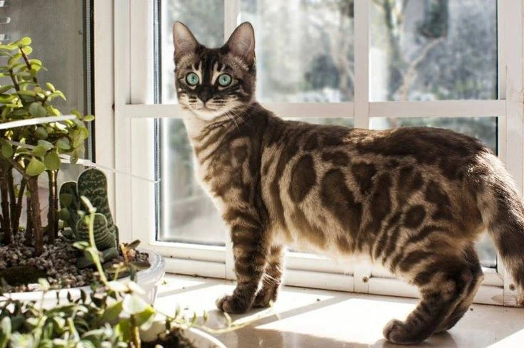 Cedarkit | WeAreWarriors Wikia | Fandom