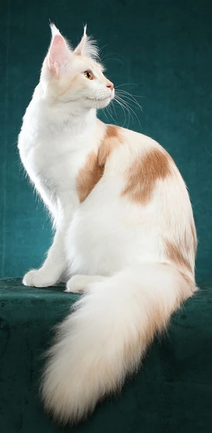 Sorreltail | WeAreWarriors Wikia | Fandom