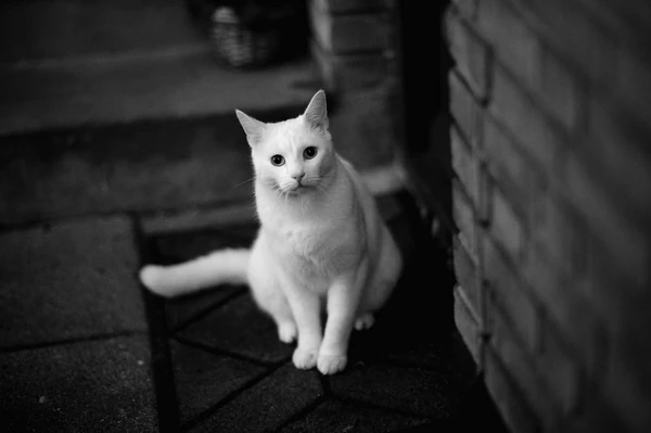 Featherwhisker | WeAreWarriors Wikia | Fandom