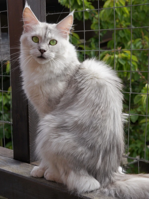 Duskpaw | WeAreWarriors Wikia | Fandom