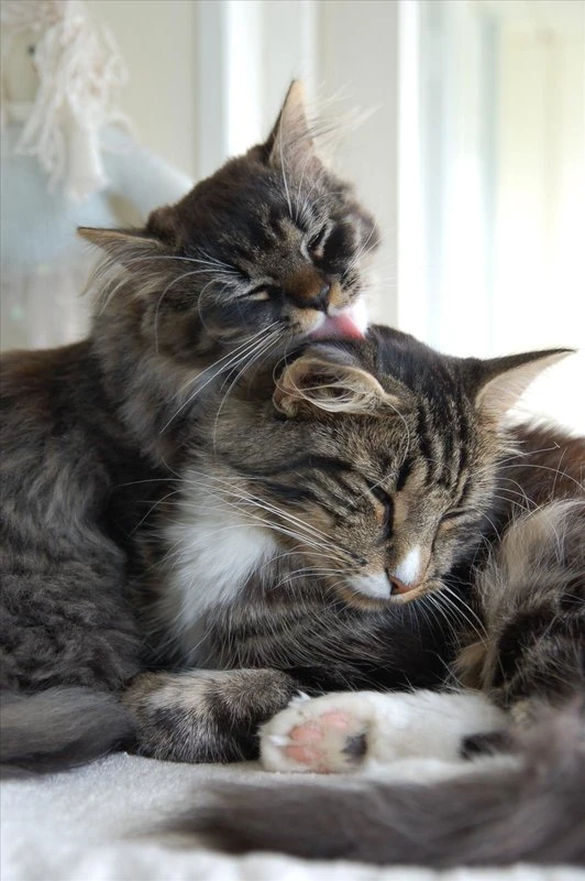 Hawkkit (SC) | WeAreWarriors Wikia | Fandom