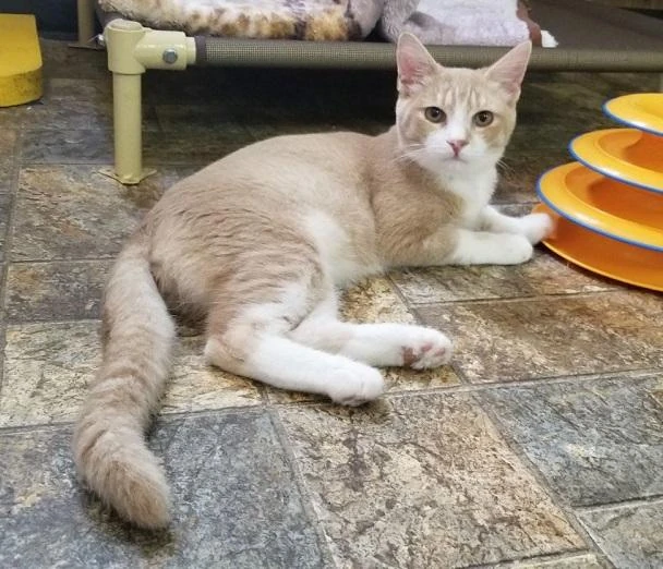 Tawnykit | WeAreWarriors Wikia | Fandom