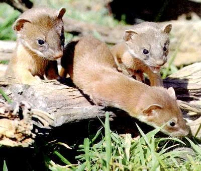 Egyptian Weasel | Weasel Wiki | Fandom