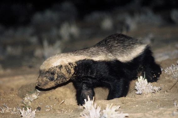 Honey Badger | Weasel Wiki | Fandom